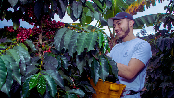 Our first 'rare' coffee. - Foundry Coffee Roasters